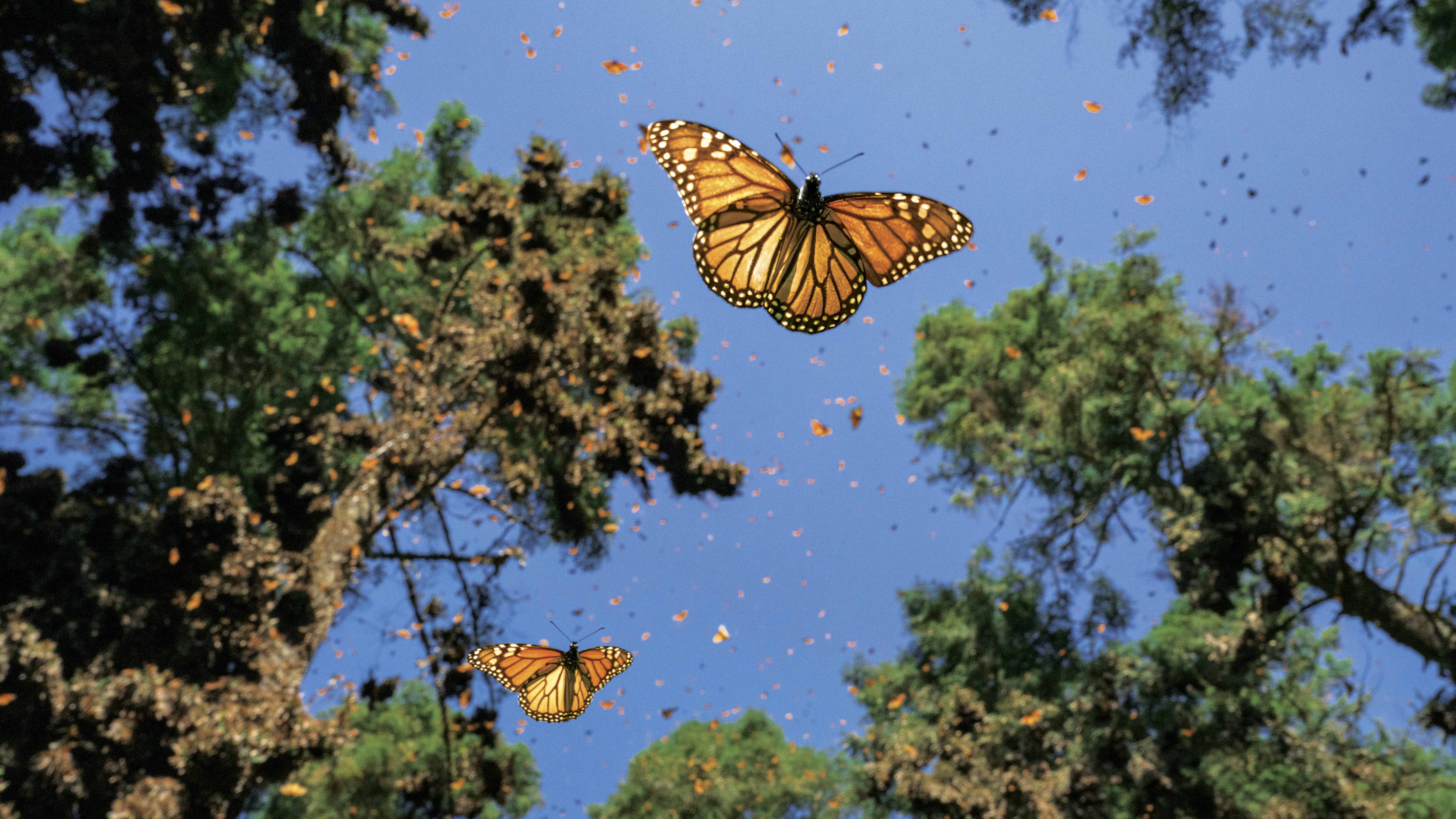 Nat Geo Live: Chasing Monarchs | BroadStage
